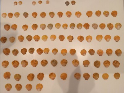 Hawaiian Sunrise Moonrise Sea Shells LOT Collection Authentic Oahu ...