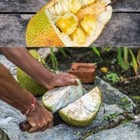 Seeds Jackfruit Fruit Tropical Tree Flower Largest seeds 2kg Fresh Jack ...