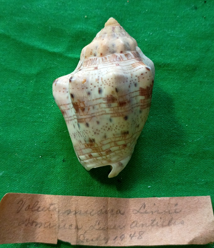 Voluta musica #R1316 Lesser Antilles 52mm | eBay