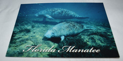 Florida Manatee Postcard Southern Card and Novelty 2FG-269SC | eBay