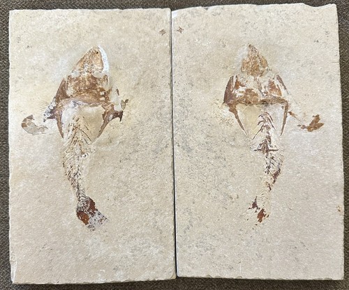 Lebanon Fish Fossil, Coccodus With Visible Teeth, Cretaceous 100 ...