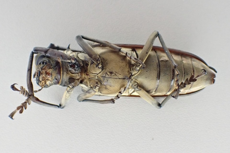 j14849. Insects, Cerambycidae sp. Vietnam. Lam Dong. A- | eBay