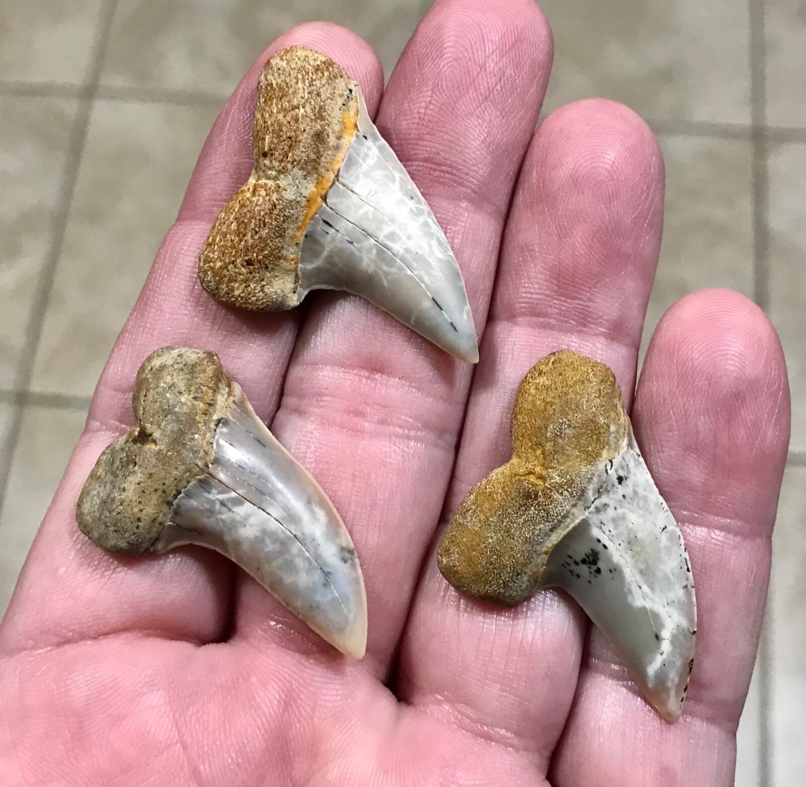 KILLER LIGHTNING TRIO-1.68”,1.62” & 1.62” Sharktooth Hill Mako Fossil ...