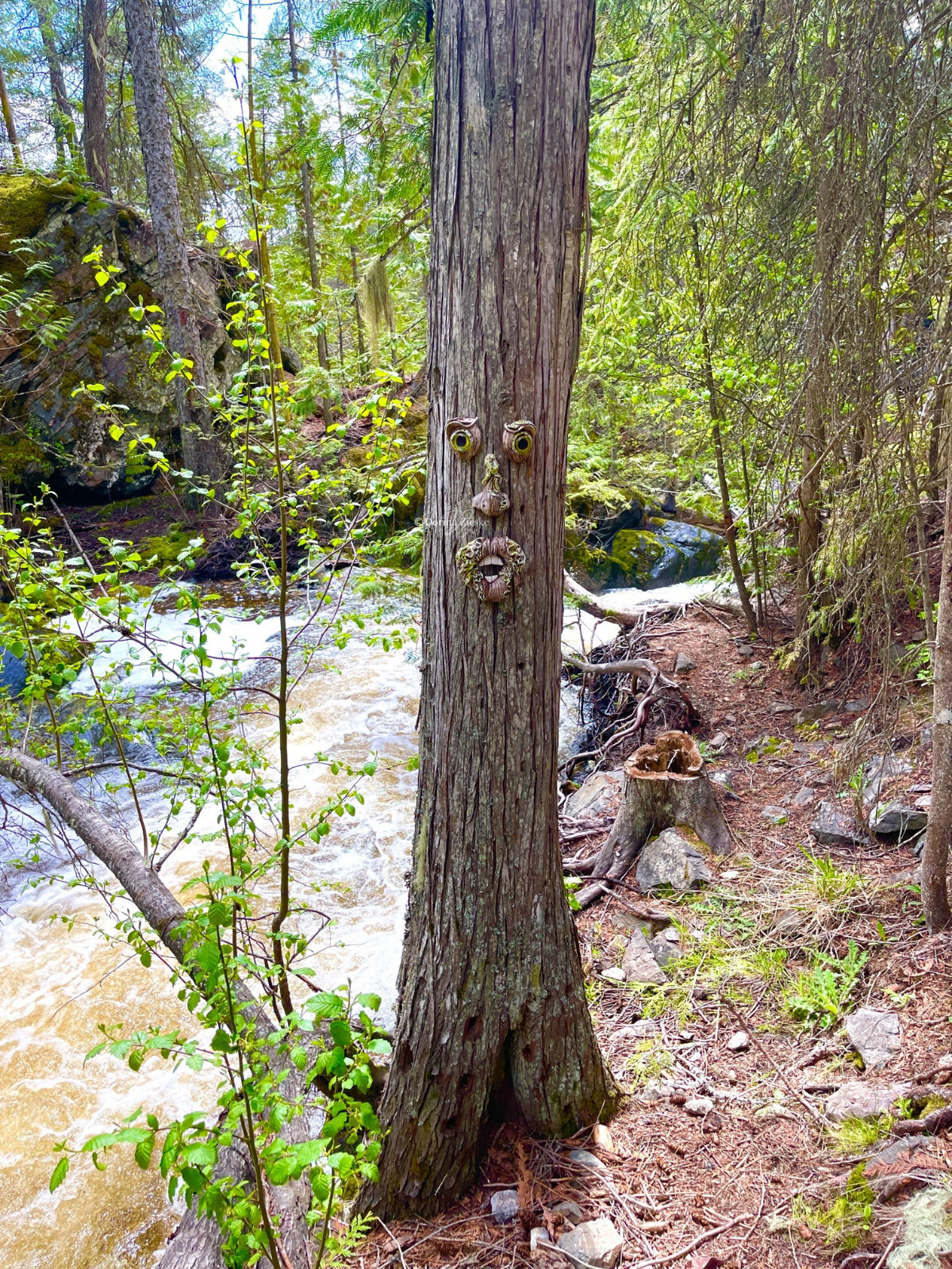 "Elwood" Concrete Tree Face Unquie Garden Art by Dorina Zieske Art | eBay