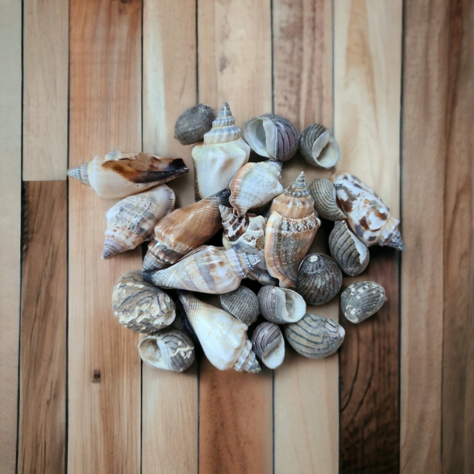 Craft Shells Natural Beach Mixed Seashells Indian Table Wedding ...