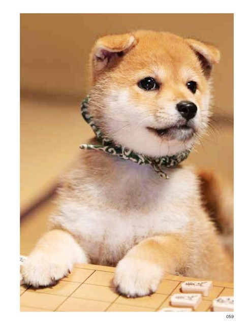 Nidaime Wafu Sohonke Ouchi No Mamesuke Official Photo Book (art Book ...