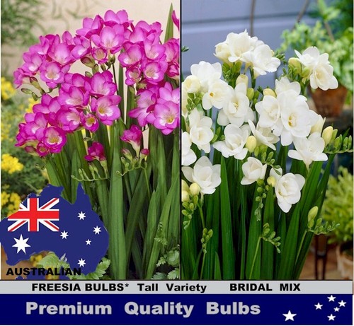 FREESIA GIANT- Cut Flower 'var' White/Pink = BRIDAL MIX- 25x BULBS | eBay