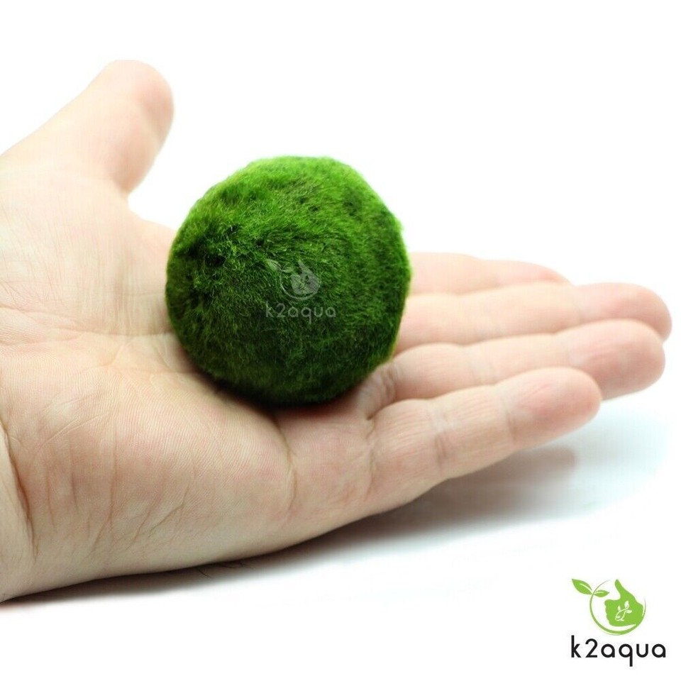 ALL sizes MARIMO MOSS BALLS Cladophora live aquarium plant fish tank ...