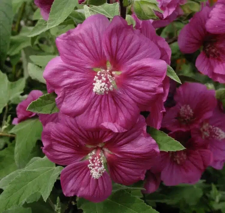 Lavatera Red Rum Perennial Plant 1 x 1 Litre Pot Plant Shrub | eBay