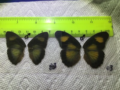 UAE 03 A+/ A Euphaedra cyparissa ?? Nymphalidae Butterfly of Africa | eBay