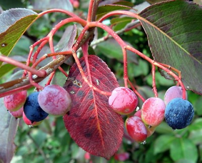 Organic Black Haw berry seed {Viburnum prunifolium}20 seeds Free U.S ...