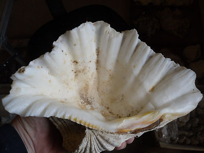 Hippopus hippopus - half-shell Bear Paw clam from Majuro - 9" across | eBay