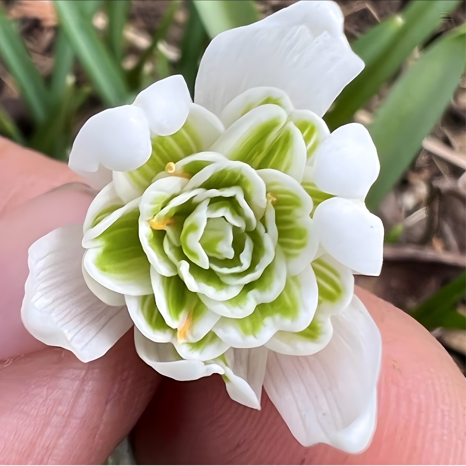 Double Snowdrop Bulbs X100 Galanthus Nivalis Flore Pleno spring ...