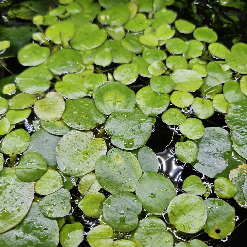 3 x Amazon Frogbit Live Tropical Lily Floating Aquarium Plants Reduces ...