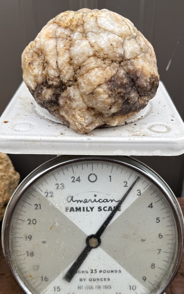 Fossilized Indiana Geode Quartz Crystal Whole Agate crinoid calyx 2.5 ...