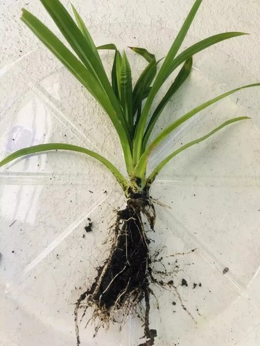 2 Well Rooted Live Pandan Plant Roots. Pandanus Amaryllifolius Cooking ...