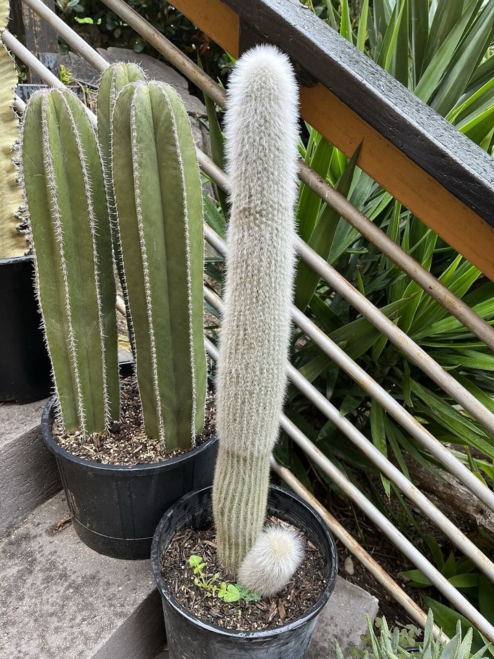 2ft Silver Torch Cactus | Cleistocactus strausii | Fluffy Fully Rooted ...