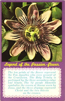 Ten Flowers Representing Ten Apostles, Legend of The Passion-Flower ...