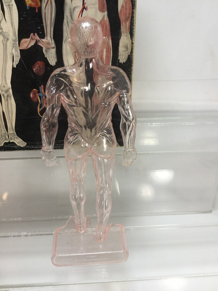 The Human Body 1/6 scale Superior Plastics Co. Visible Man Model ...