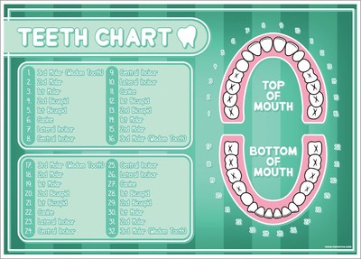 Laminated Teeth Chart Children's Educational Mini Poster | eBay UK