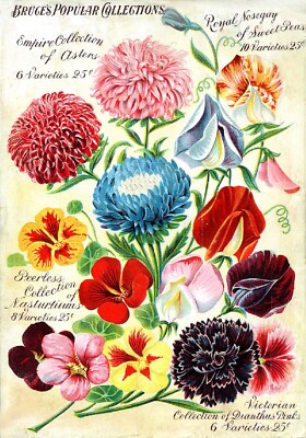 Bruce 2 John A Bruce Flower Seeds Cover Reproduction Giclee Matte Print ...