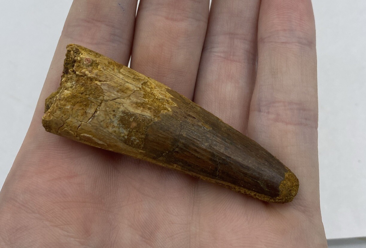 Spinosaurus Teeth Dinosaur F0SSIL Before T Rex Cretaceous J930 | eBay