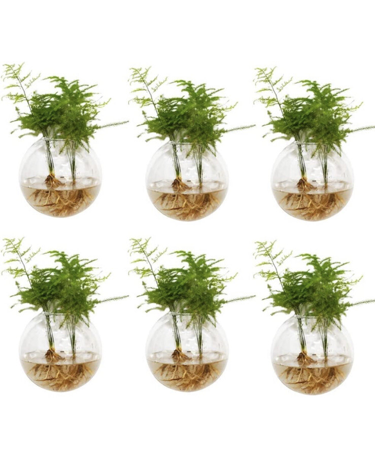 Orimina Pack of 6 Glass Planters Wall Hanging Planters Round Glass ...