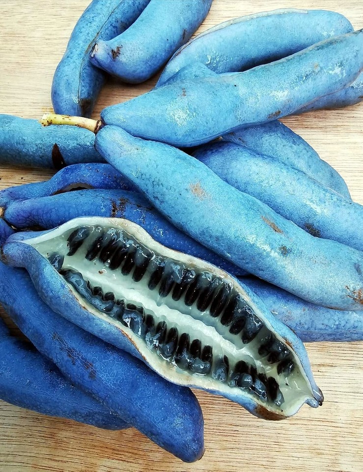 BLUE SAUSAGE FRUIT TREE SEEDS Edible & Ornamental Shrub Decaisnea ...