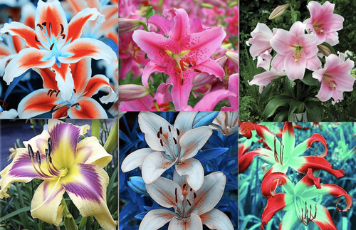 20 EXOTIC rare LILY SEEDS for garden flower perennial plant beds USA ...