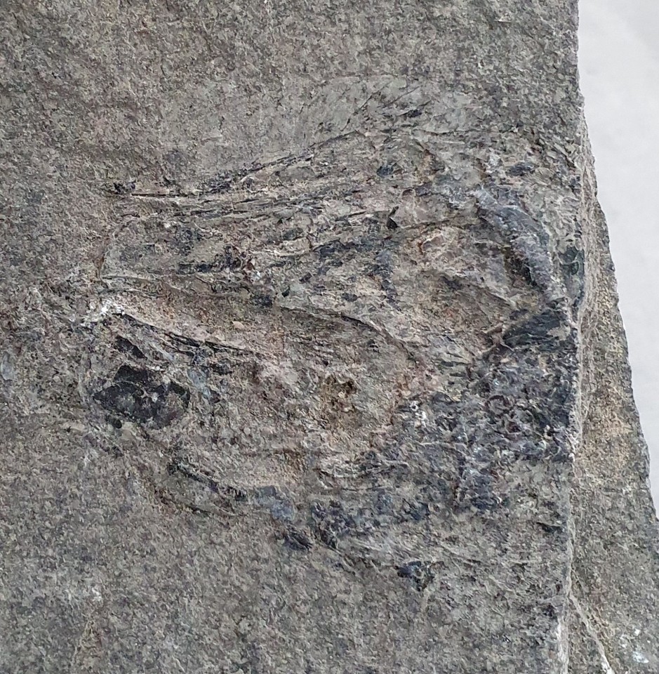 A Trio of Palaeoniscus freieslebeni Fish Fossils From The Permian Of ...