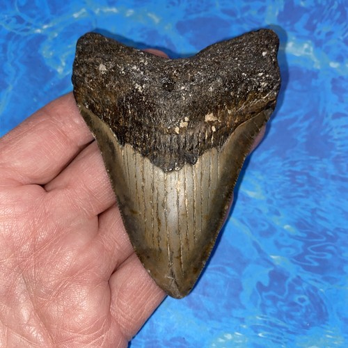 MEGALODON SHARK TOOTH 3.70” HUGE TEETH MEG SCUBA DIVER DIRECT FOSSIL NC ...