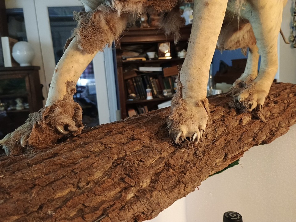 Vintage Morbid Cat Taxidermy Form Good Teeth Eyes Claws NO FUR! As Is ...