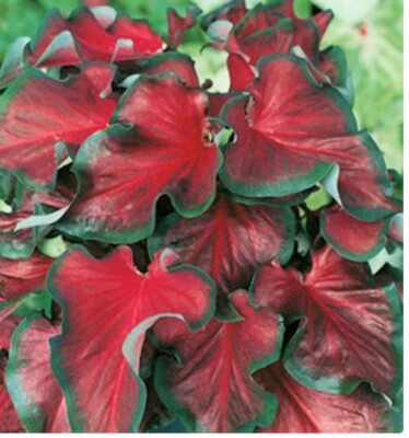 2ct Caladium Red Ruffles Bulbs | eBay