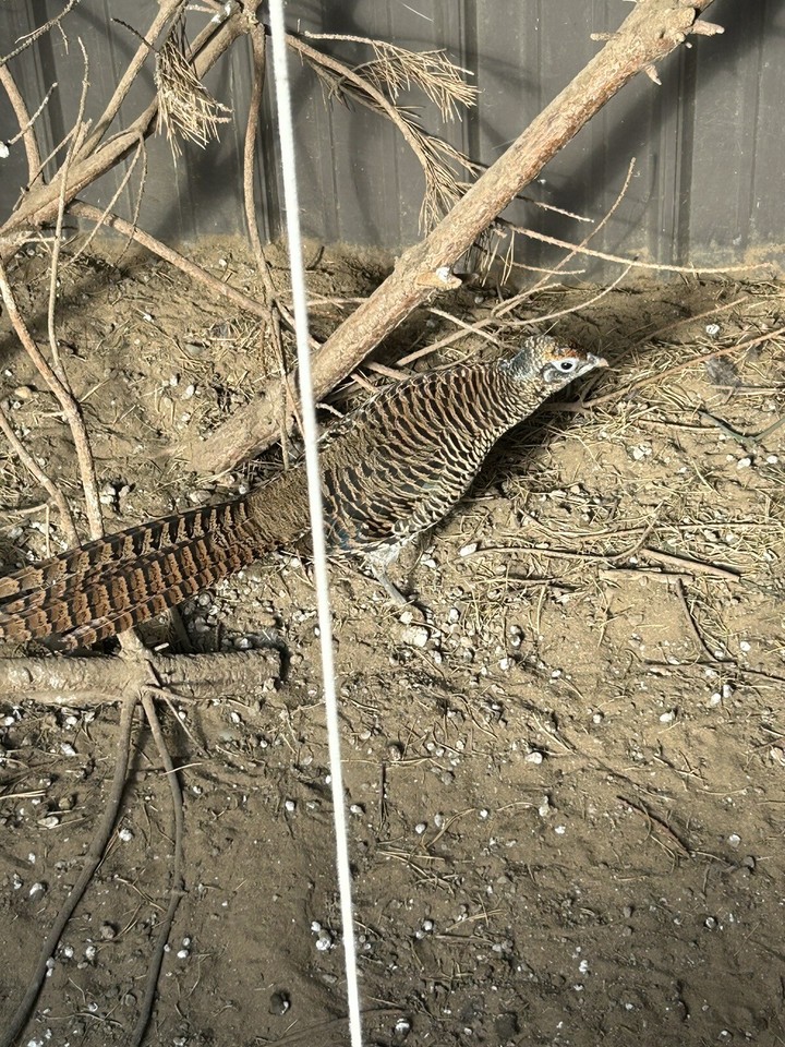 6 Lady Amherst Pheasant Hatching Eggs | eBay
