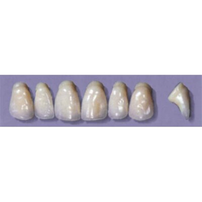 Myerson Anterior Teeth Dental Prostheses Denture #PW6/58 (1X6 Card) | eBay