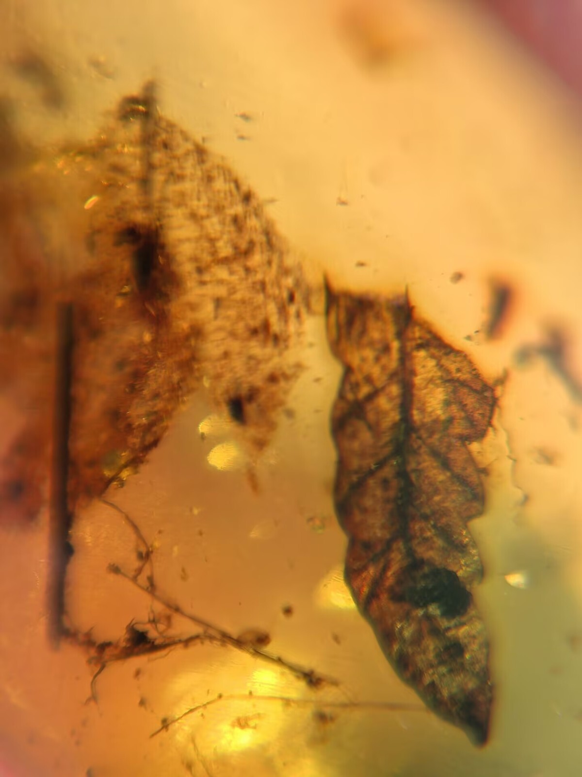 unique plant tree leaf Burmite Myanmar Burmese Amber insect fossil ...