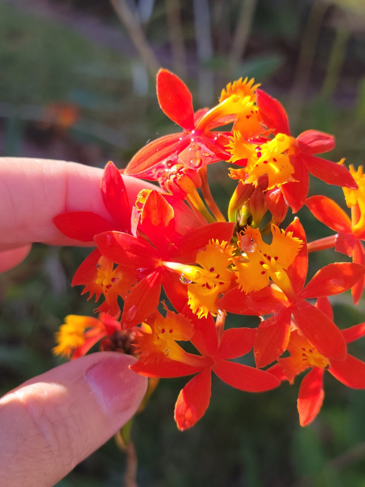 Epidendrum radicans-fire orchid-large live plant-crucifix orchid in 4 ...