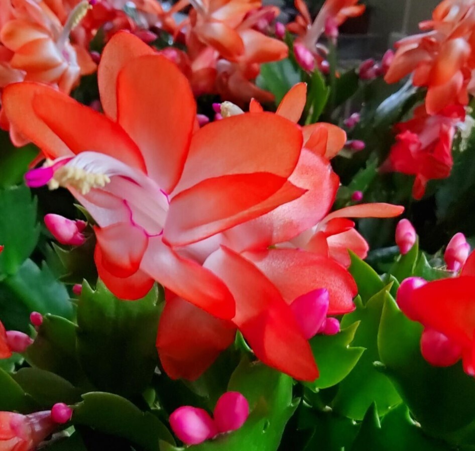 Orange Christmas Cactus Plant - 5-6" Tall - 2 Plant in 3" pot - Holiday ...