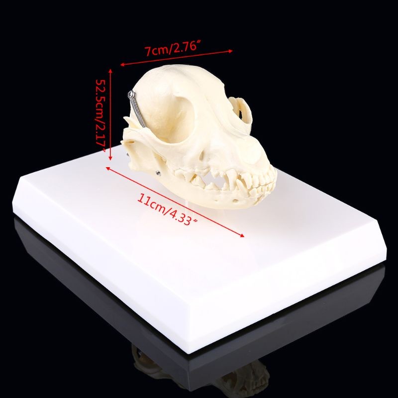 Canine Dog Skull Model Anatomy Skeleton Veterinary Teaching Display ...
