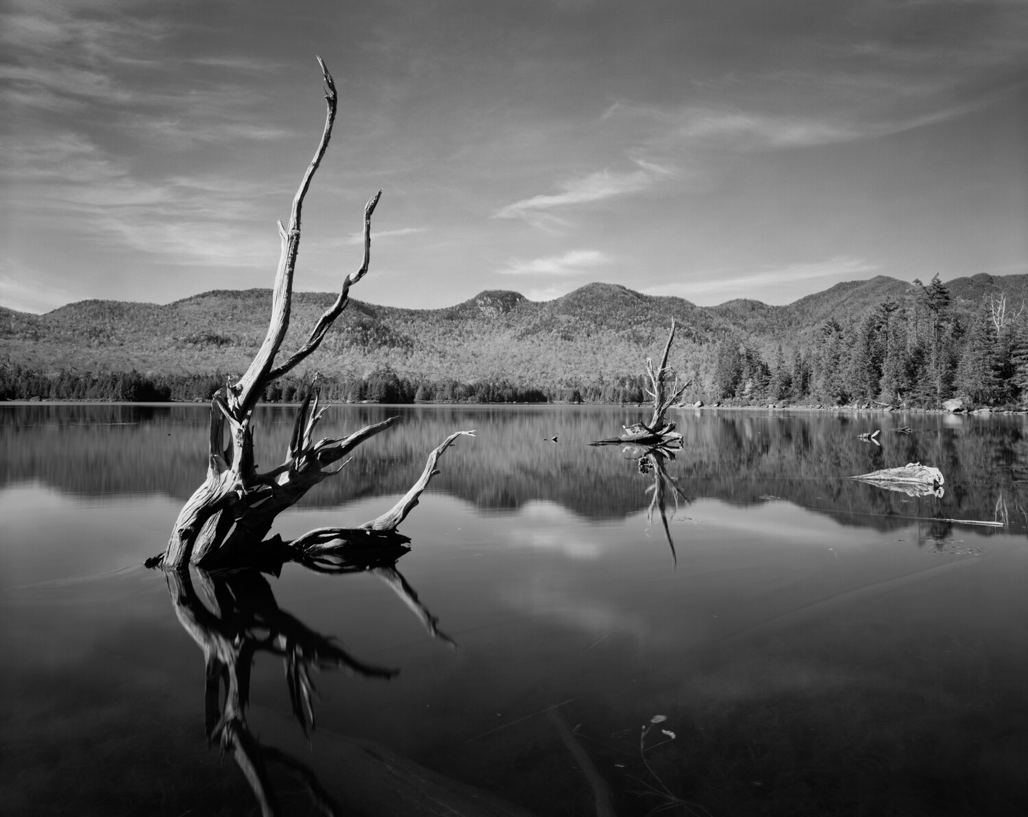 Juniper driftwood, mountains, Elk Lake, Adirondack Mountains - Thomas ...