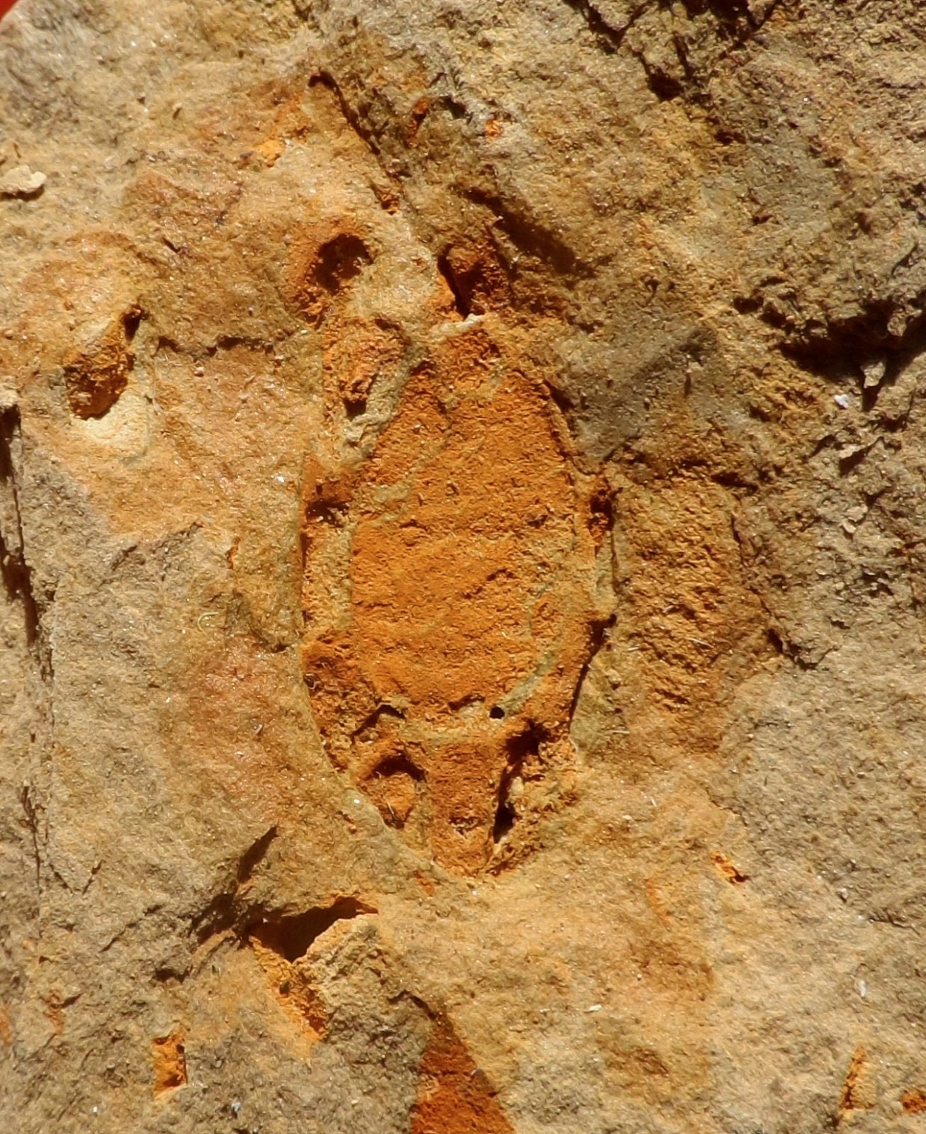 ECHINODERME PRIMITIF , CINCTA | eBay