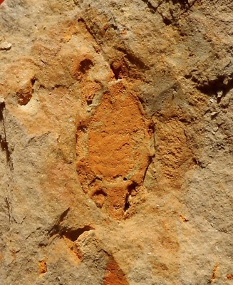 ECHINODERME PRIMITIF , CINCTA | eBay