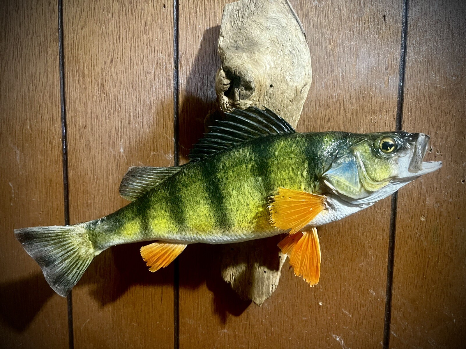Perch Taxidermy Fish Mount! | eBay
