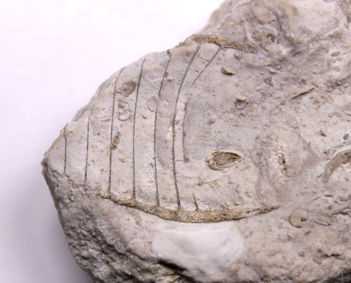 Breviconic Nautiloid Fossil Kimmswick Formation Missouri Cephalopod | eBay