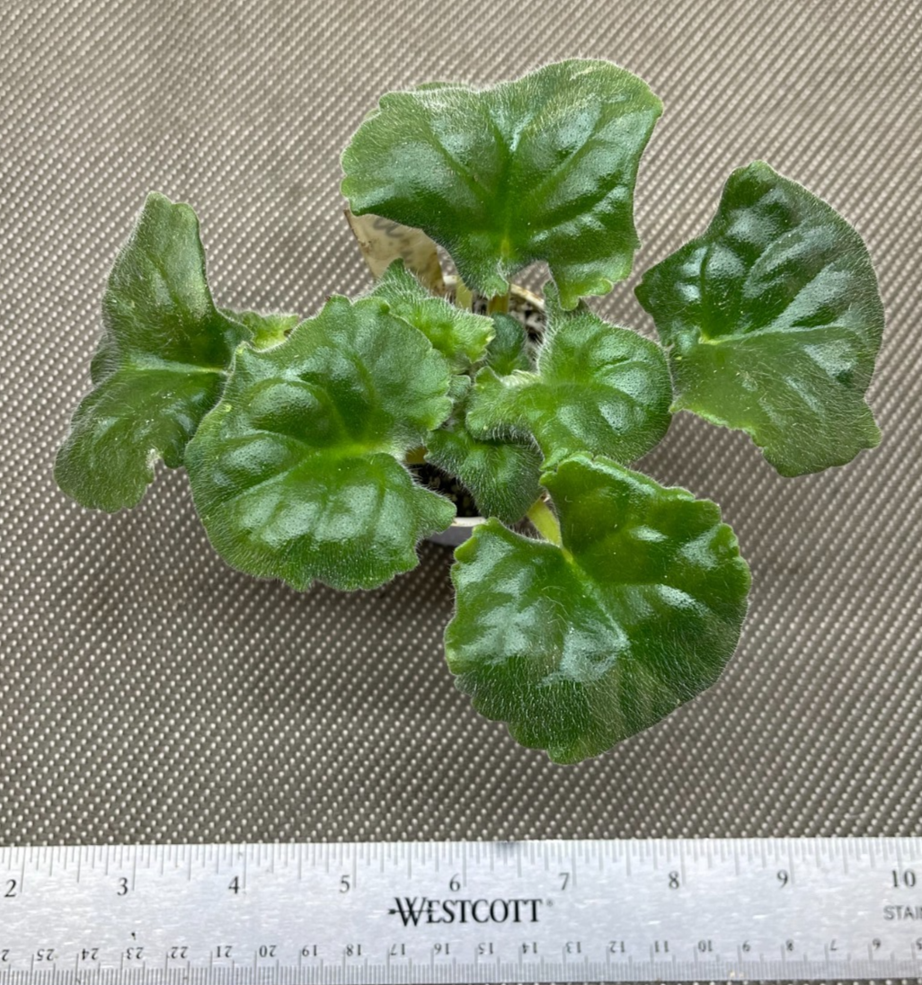 African Violet Plant - MING DYNASTY ~ Pink and rose ruffled, Variegated ...