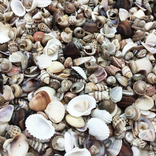 Extra Tiny Mix Sea Shells, Very Small & Clean, 8 OZ , 1/4 ~ 1/2" | eBay