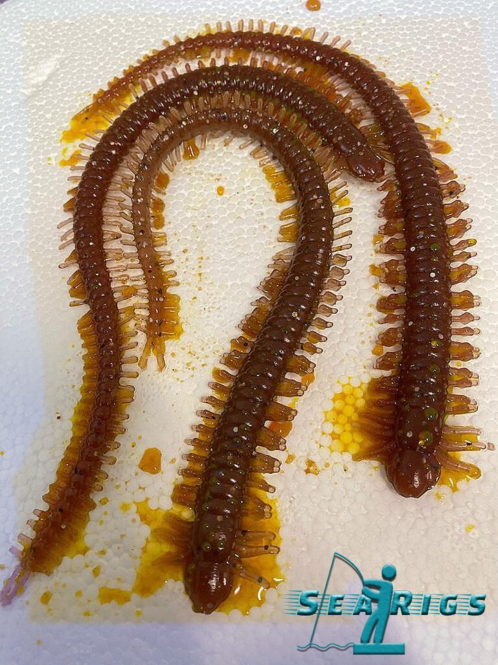ARTIFICIAL - KING RAGWORM IN NATURAL FLAVOURED BAIT OIL X3 - SEA ...