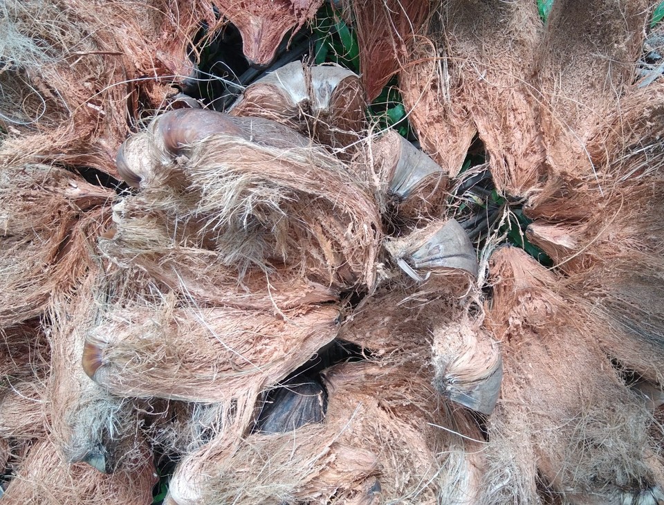 Ceylon Coconut Husk Chips Orchids Anthurium Growing Dry Organic Media ...