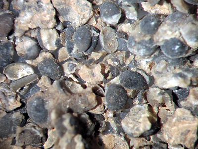 Ordovician Ibex Series ostracod microfossil matrix sample Astoundingly ...