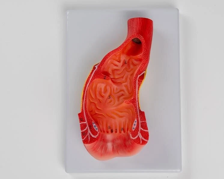 Human Anus Anatomy